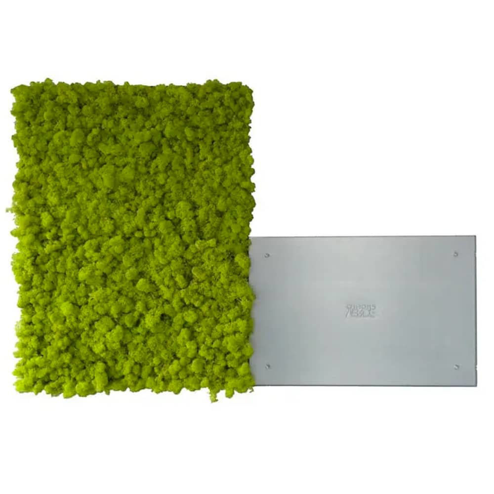 Angelella | Muschio stabilizzato pareti verdi lichene MOSSwall 55 ...
