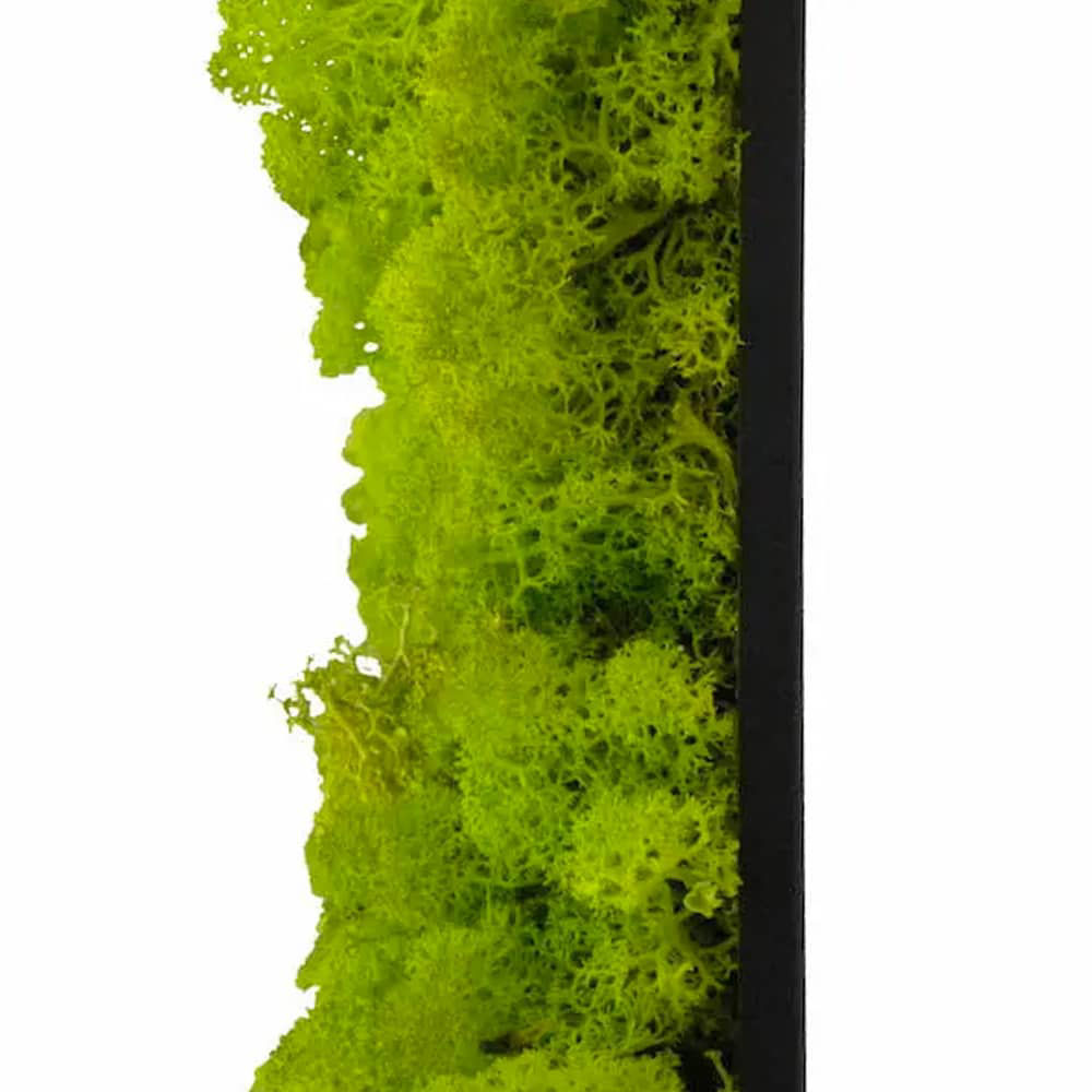 Angelella | Muschio stabilizzato pareti verdi lichene MOSSwall 55 ...