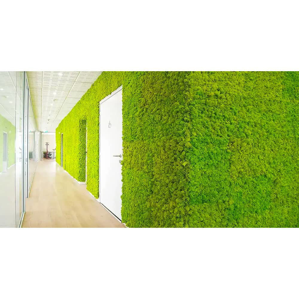 Angelella | Muschio stabilizzato pareti verdi lichene MOSSwall 84 Cassis 40x60 cm